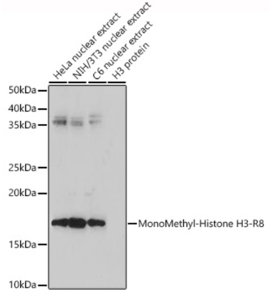 ab7817-Anti-alpha smooth muscle Actin antibody [1A4] - BIO-STATION LIMITED